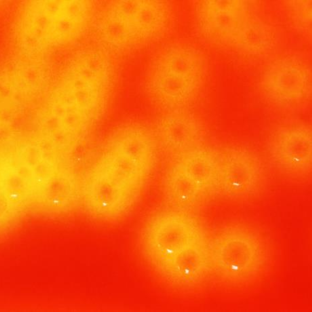 Amboy Street Ventures